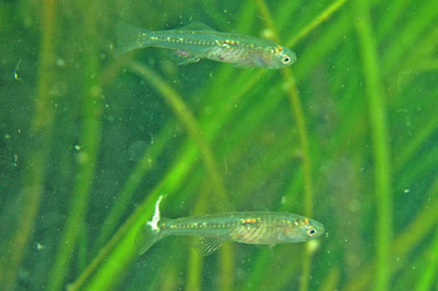 Glasgrundel – unterwasser-welt-nordsee