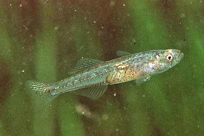 Glasgrundel – unterwasser-welt-nordsee