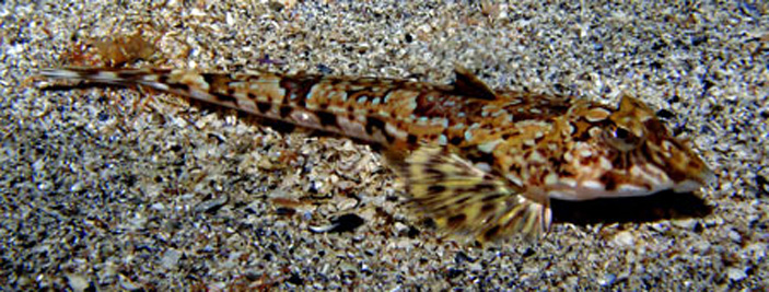 Gefleckter Leierfisch – unterwasser-welt-nordsee