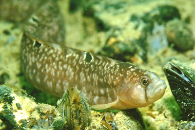 Butterfisch – unterwasser-welt-nordsee