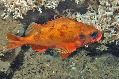 Kleiner Rotbarsch – unterwasser-welt-nordsee