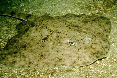 Sternrochen – unterwasser-welt-nordsee