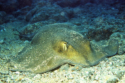 Gemeiner Stechrochen – unterwasser-welt-nordsee