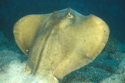 Gemeiner Stechrochen – unterwasser-welt-nordsee
