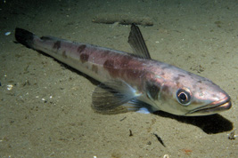 Seehecht – unterwasser-welt-nordsee