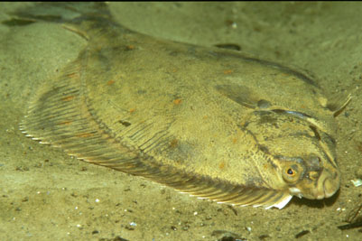 Bastard Scholle x Flunder – unterwasser-welt-nordsee