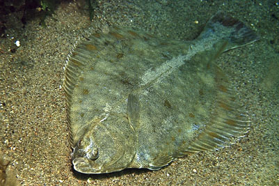 Bastard Scholle x Flunder – unterwasser-welt-nordsee