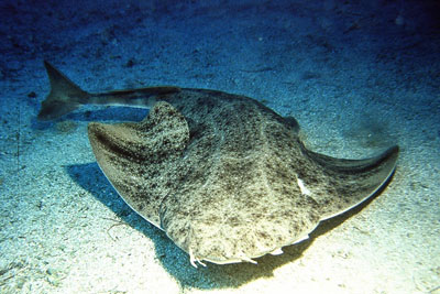 Engelhai – unterwasser-welt-nordsee