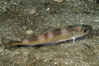 Stintdorsch – unterwasser-welt-nordsee