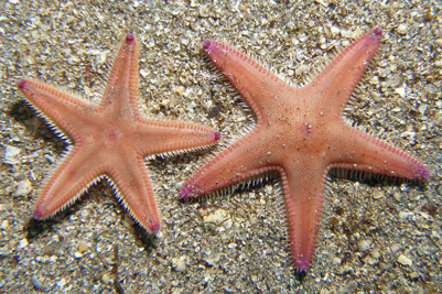 Nordischer Kammstern – unterwasser-welt-nordsee