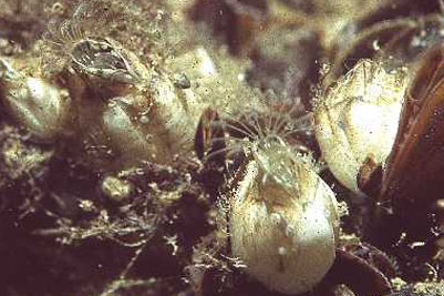 Brackwasser-Seepocke – unterwasser-welt-nordsee