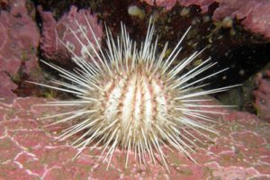 Fotogalerie Seeigel – unterwasser-welt-nordsee