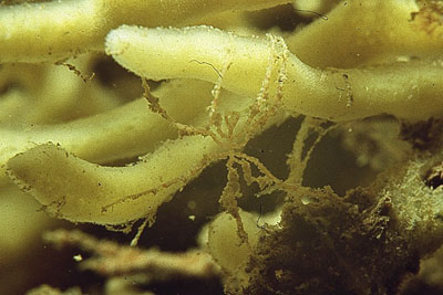 Zierliche Asselspinne – unterwasser-welt-nordsee