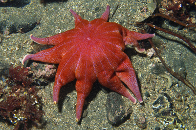 Purpur-Sonnenstern – unterwasser-welt-nordsee