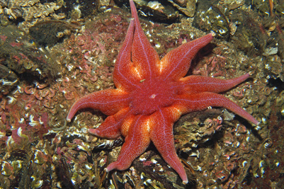 Purpur-Sonnenstern – unterwasser-welt-nordsee