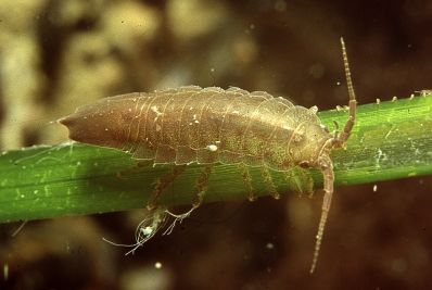 Fotogalerie Asseln – unterwasser-welt-nordsee