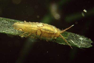 Fotogalerie Asseln – unterwasser-welt-nordsee
