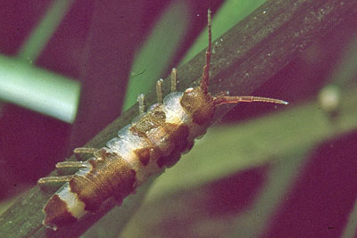 Fotogalerie Asseln – unterwasser-welt-nordsee