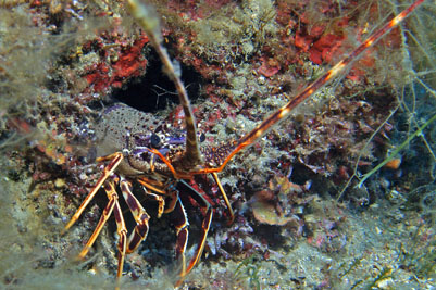 Europäische Languste – unterwasser-welt-nordsee