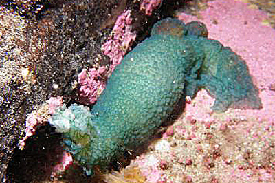 Quappwurm – unterwasser-welt-nordsee