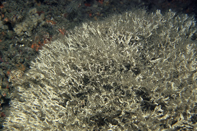 Filigranwurm – unterwasser-welt-nordsee