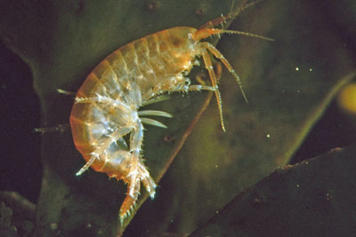 Fotogalerie Flohkrebse – unterwasser-welt-nordsee