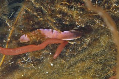Roter Schnurwurm – unterwasser-welt-nordsee