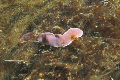 Roter Schnurwurm – unterwasser-welt-nordsee