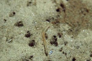 Holzbohrender Polydorawurm – unterwasser-welt-nordsee