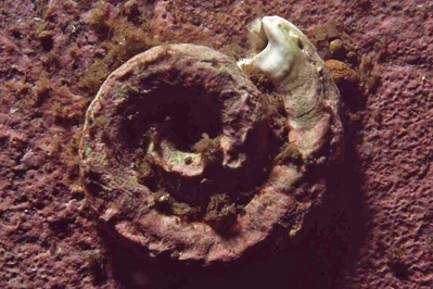 Dreikantröhrenwurm – unterwasser-welt-nordsee