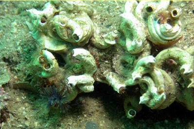 Fotogalerie Ringelwürmer – unterwasser-welt-nordsee