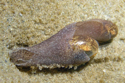 Fotogalerie Gehäuseschnecken – unterwasser-welt-nordsee
