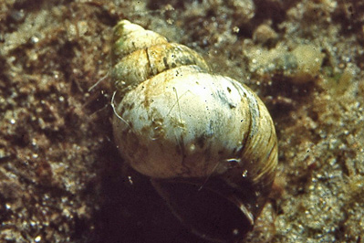 Marschenschnecke – unterwasser-welt-nordsee
