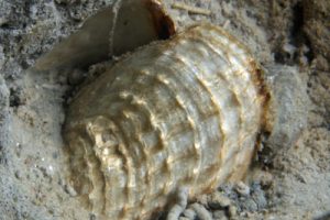 Weiße Bohrmuschel – unterwasser-welt-nordsee