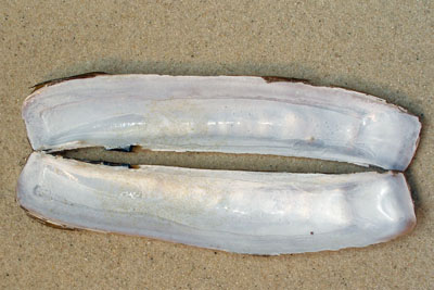 Amerikanische Scheidenmuschel – unterwasser-welt-nordsee