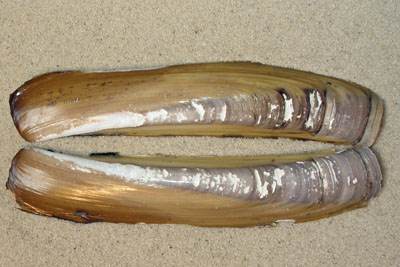 Amerikanische Scheidenmuschel – unterwasser-welt-nordsee