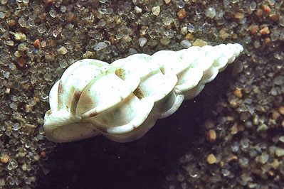 Unechte Wendeltreppe – unterwasser-welt-nordsee