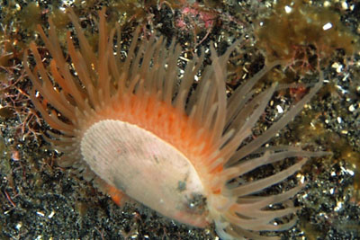 Klaffende Feilenmuschel – unterwasser-welt-nordsee