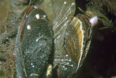 Fotogalerie Muscheln – unterwasser-welt-nordsee