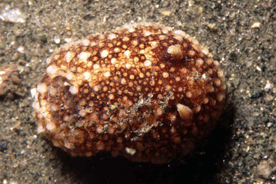 Braungefleckte Sternschnecke – unterwasser-welt-nordsee