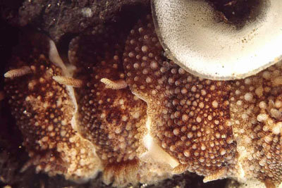 Braungefleckte Sternschnecke – unterwasser-welt-nordsee