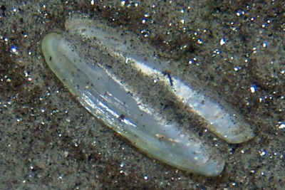 Durchscheinende Scheidenmuschel – unterwasser-welt-nordsee