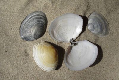 Große Pfeffermuschel – unterwasser-welt-nordsee