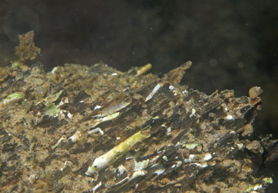 Pfahlwurm – unterwasser-welt-nordsee