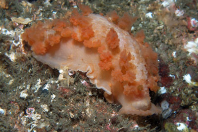 Große Tritonia – unterwasser-welt-nordsee