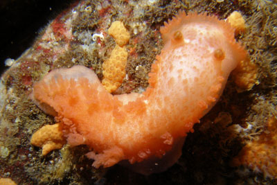 Große Tritonia – unterwasser-welt-nordsee