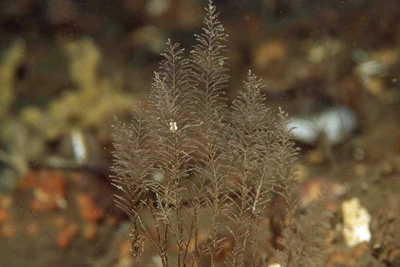 Fiederzweig-Polyp – unterwasser-welt-nordsee
