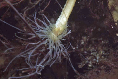 Nickender Kölbchenpolyp – unterwasser-welt-nordsee