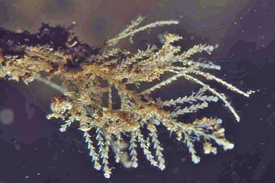 Fotogalalerie Hydratiere + Staatsquallen – unterwasser-welt-nordsee