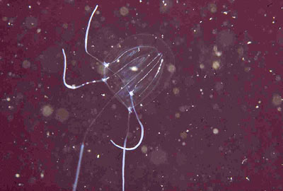 Sarsia-Meduse – unterwasser-welt-nordsee